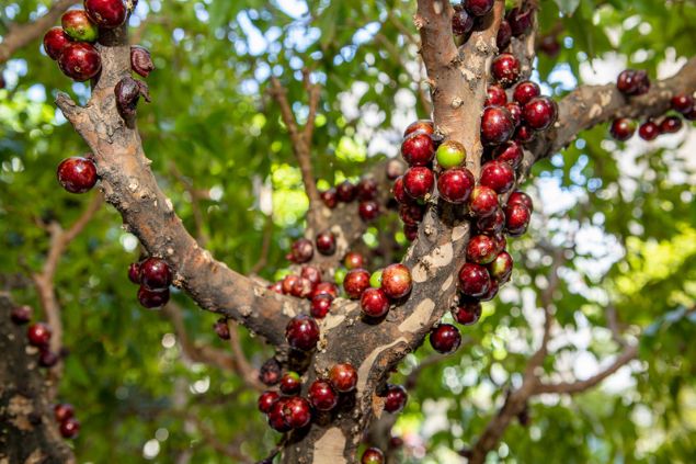 Jabuticabeira: desvende as propriedades da árvore